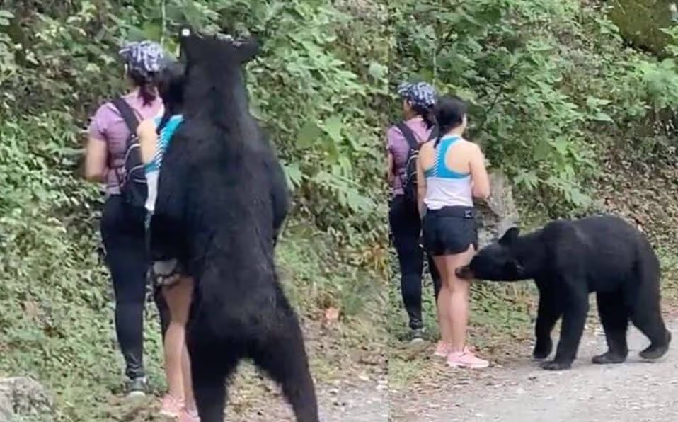 Oso se acerca a excursionistas para olfatearlas en parque de Monterrey ...